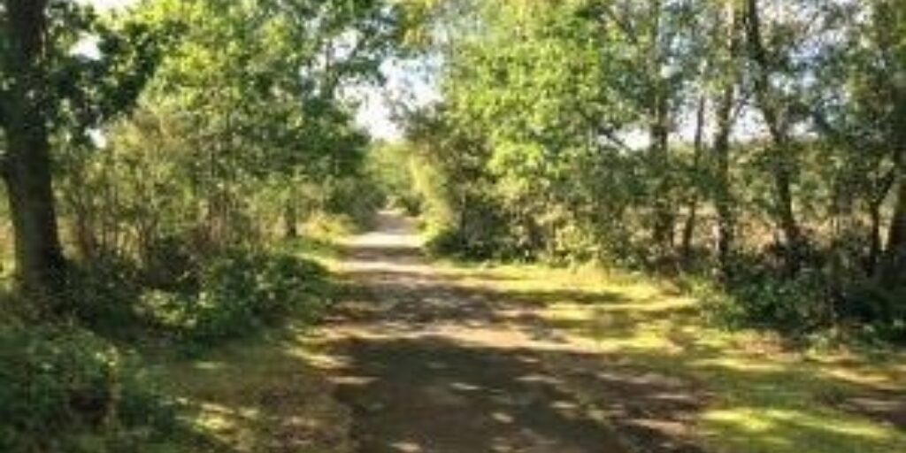 Dog walk at Snelsmore Common · Berkshire · Walkiees