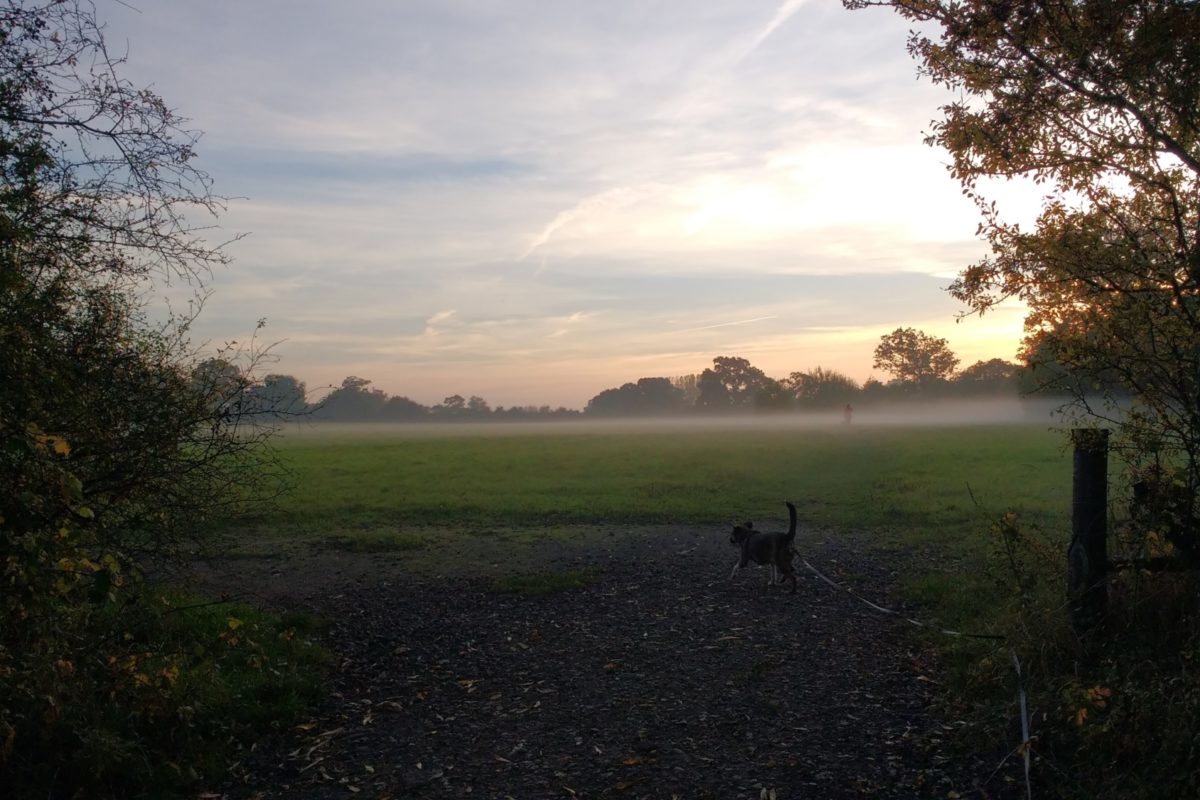 Dog walk at Southwick Country Park · Wiltshire · Walkiees