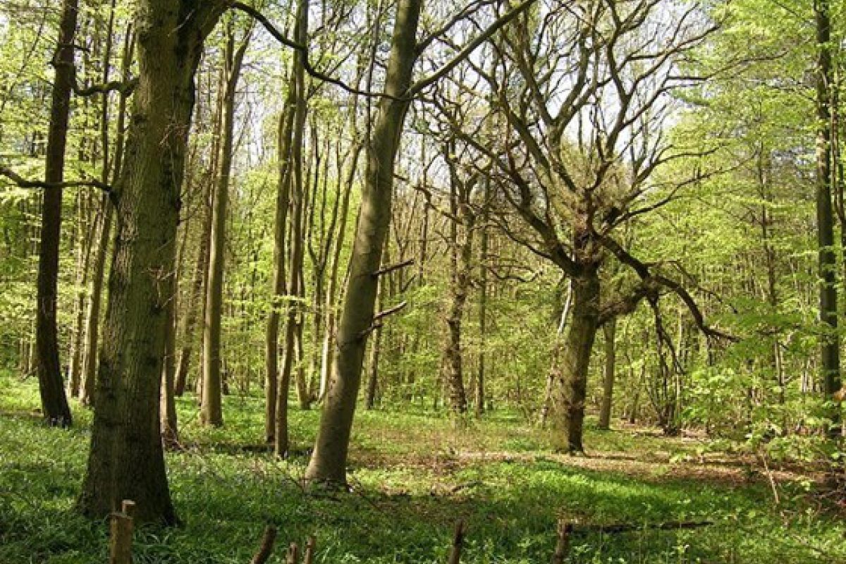 Dog walk at Stoke Wood · Oxfordshire · Walkiees