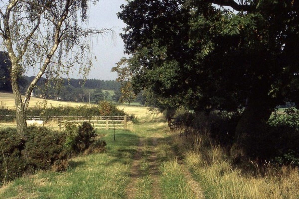 Dog walk at Swithland Woods To Rabbits Bridge And Beyond ...
