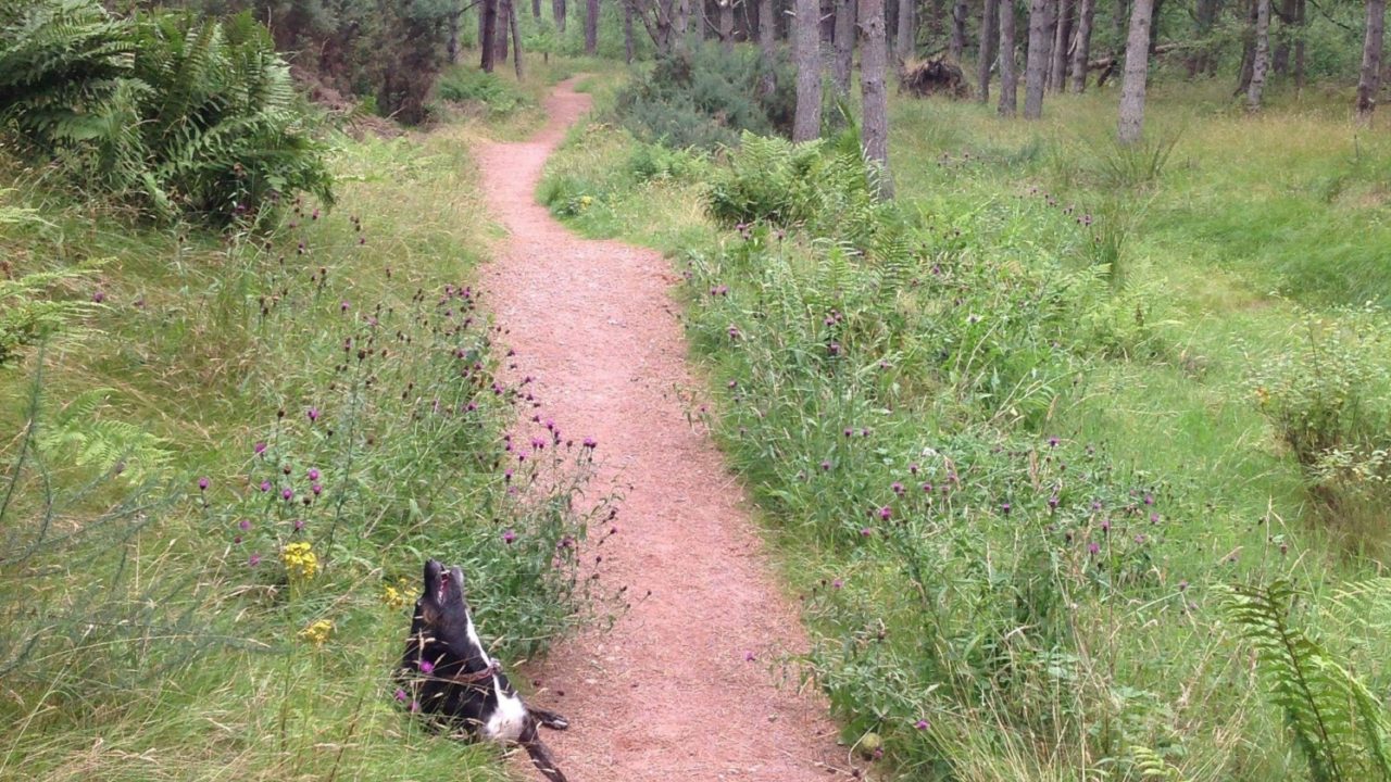 Dog walk at Tentsmuir · Fife · Walkiees