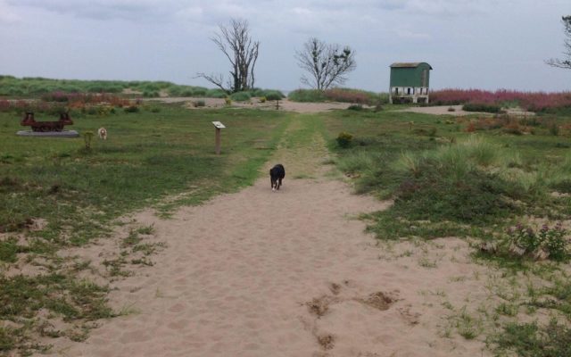 Dog walk at Tentsmuir Forest Park - Walkiees