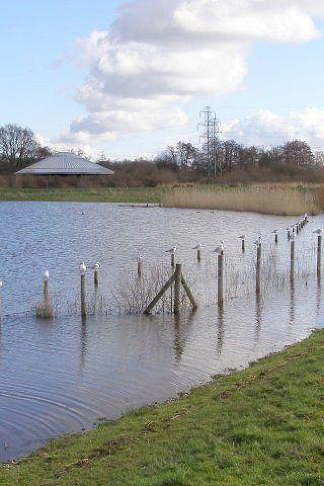 Dog walk at Testwood Lake · Hampshire · Walkiees