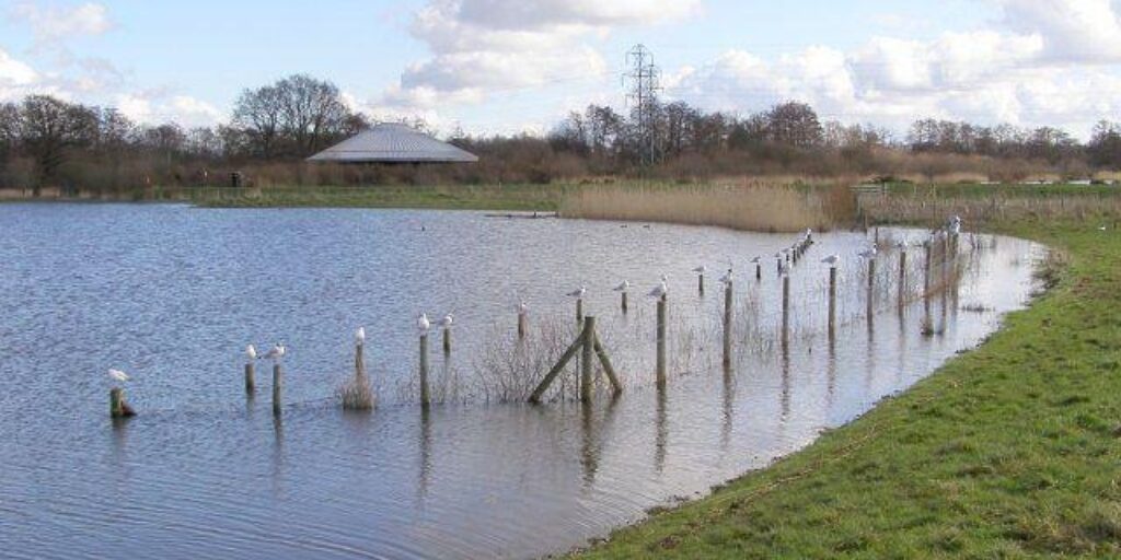 Dog walk at Testwood Lake · Hampshire · Walkiees