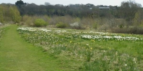Dog walk at Firestone Copse - Walkiees