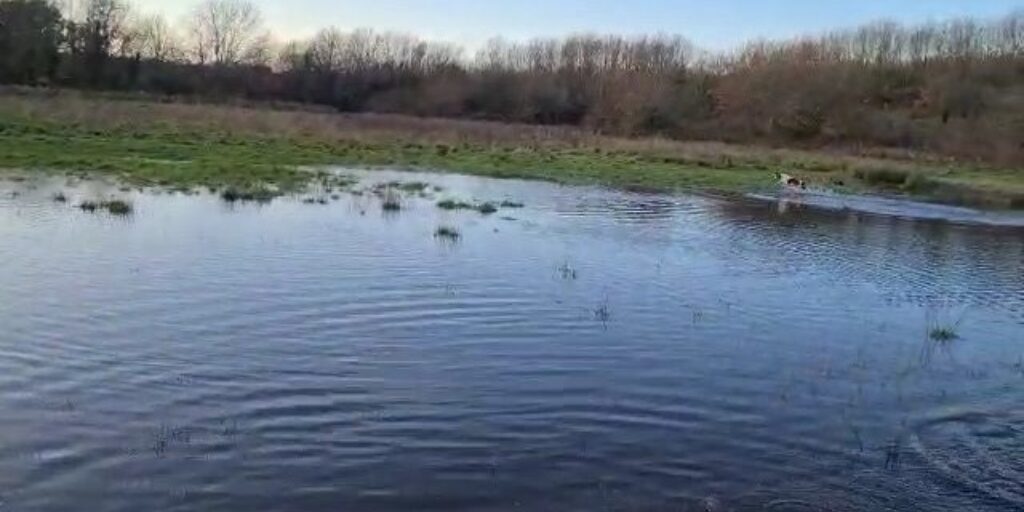 Dog walk at The Hill, Netley · Hampshire · Walkiees