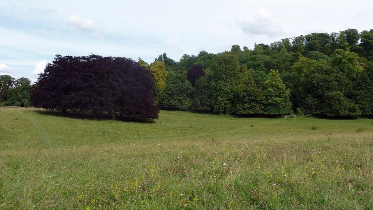 Dog walks in Buckinghamshire · Walkiees