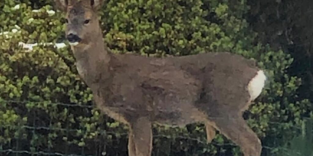 Dog walk at Watergrove Reservoir · Manchester (Greater) · Walkiees