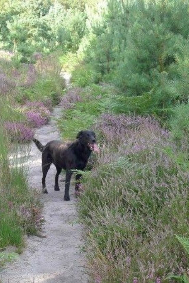 Dog walk at Westleton Heath · Suffolk · Walkiees