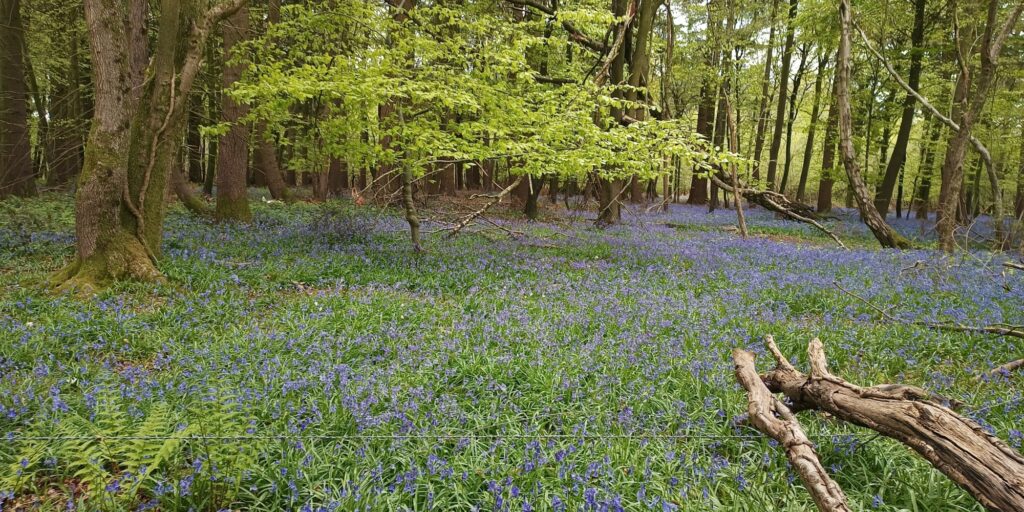 Dog walk at Winterslow-Pitton · Wiltshire · Walkiees