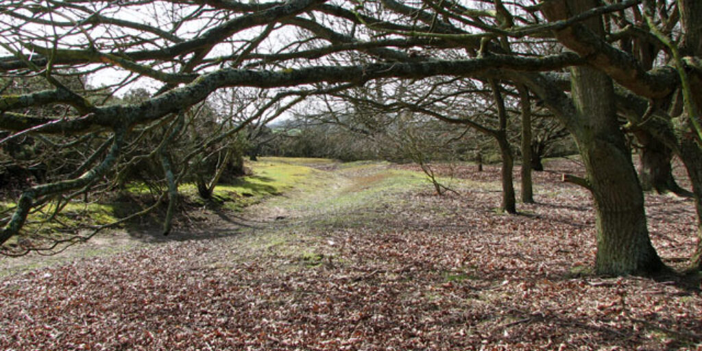 Dog walk at Wrotham Ling · Norfolk · Walkiees